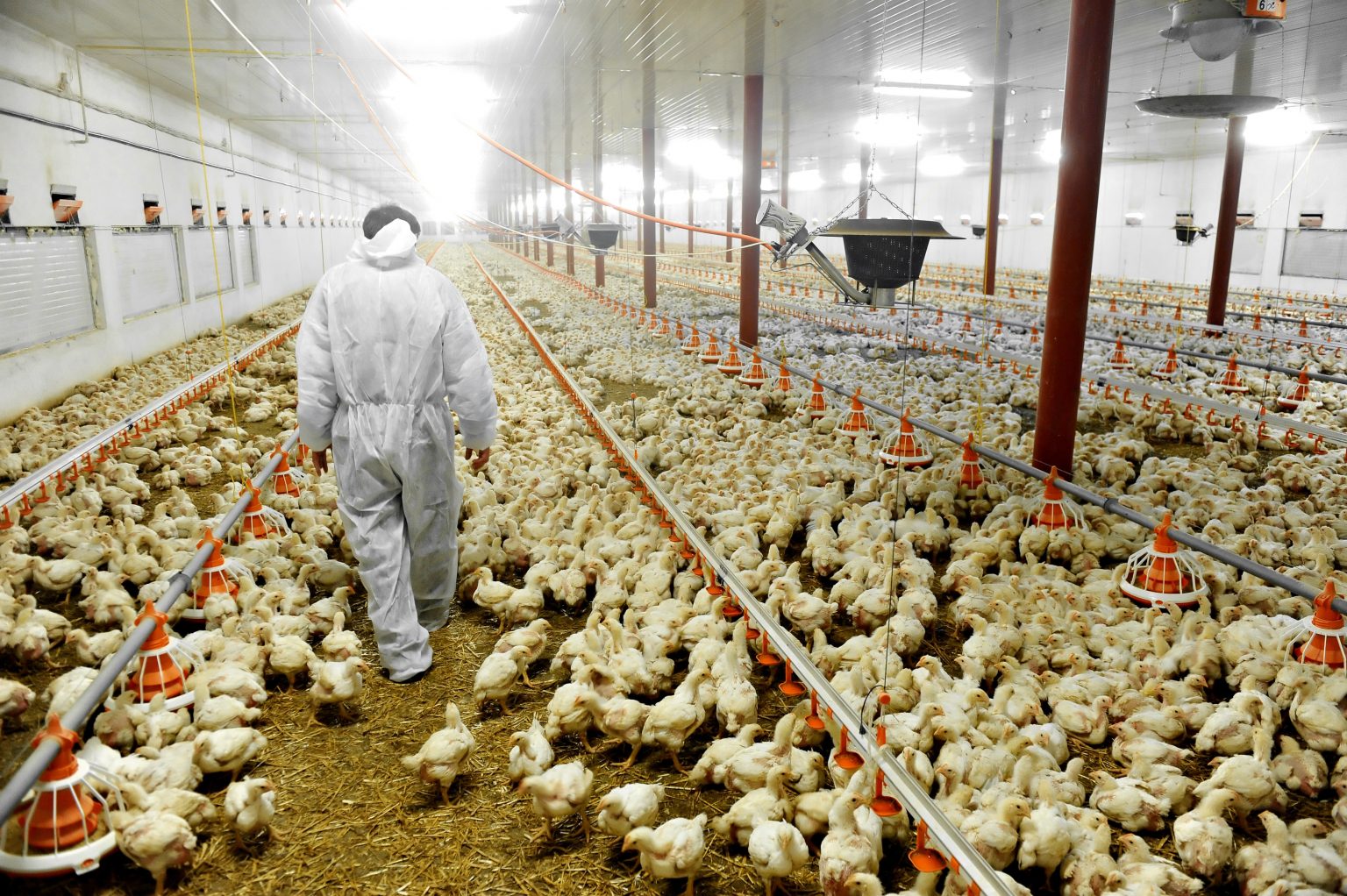 Manual Broiler Catching – Cm Agriculture